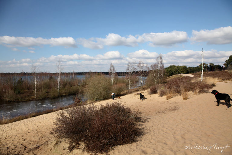rund ums reindersmeer im nationalpark de maasduinen in holland