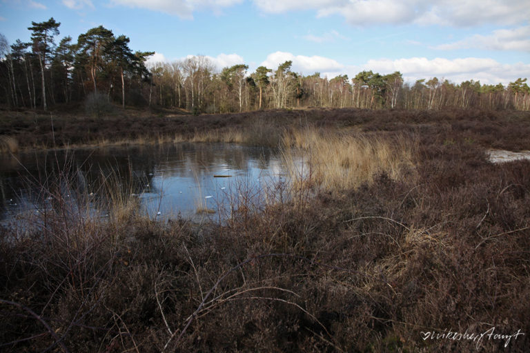 rund ums reindersmeer im nationalpark de maasduinen in holland